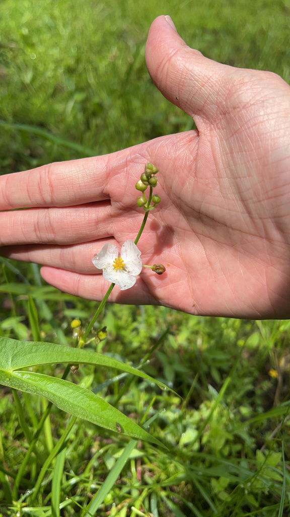 Chinese Arrowhead from 雙溪區, TW on July 09, 2022 at 10:00 AM by 何小花 ...