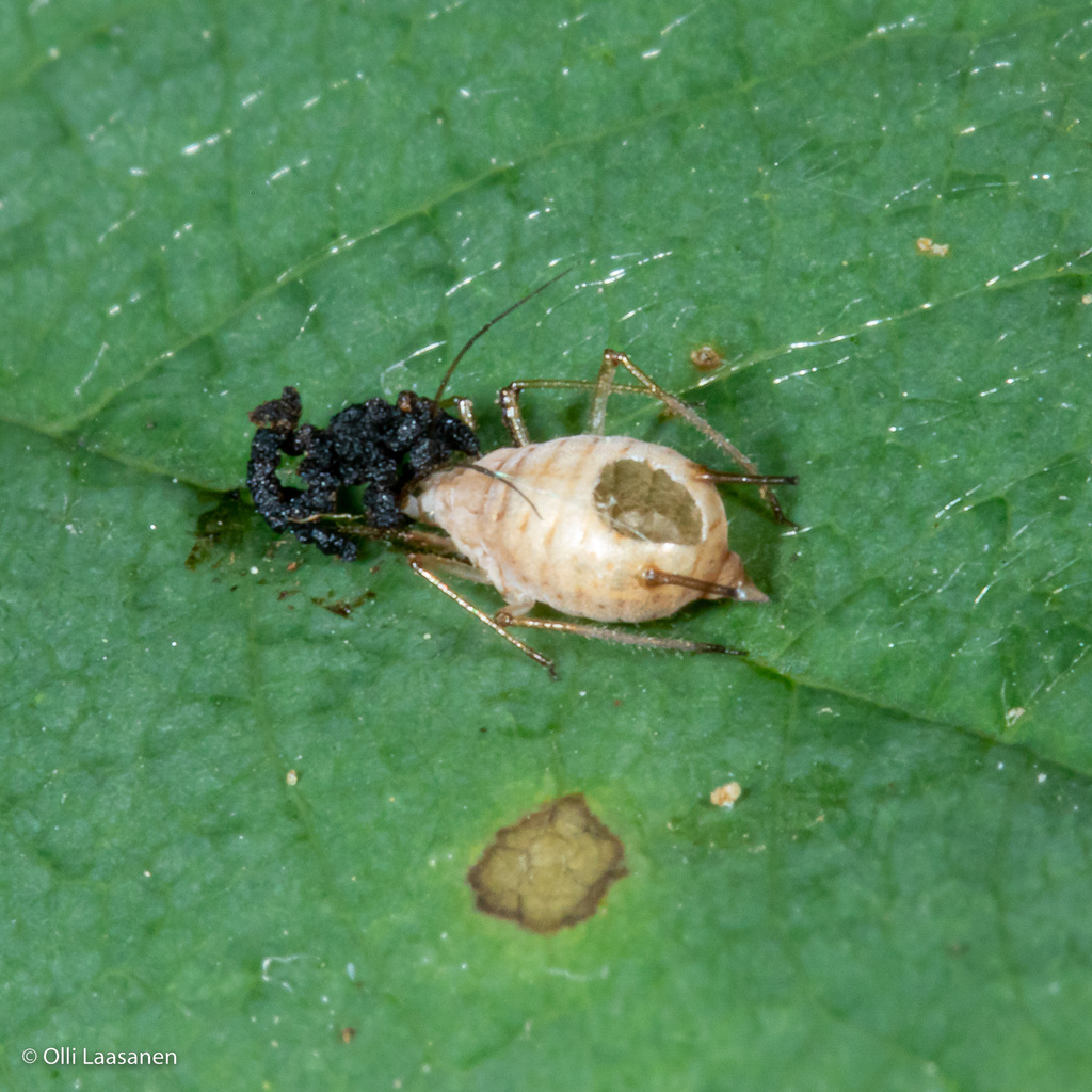 Aphid Mummy Wasps from Uusimaa, Southern Finland, Finland on July 08 ...