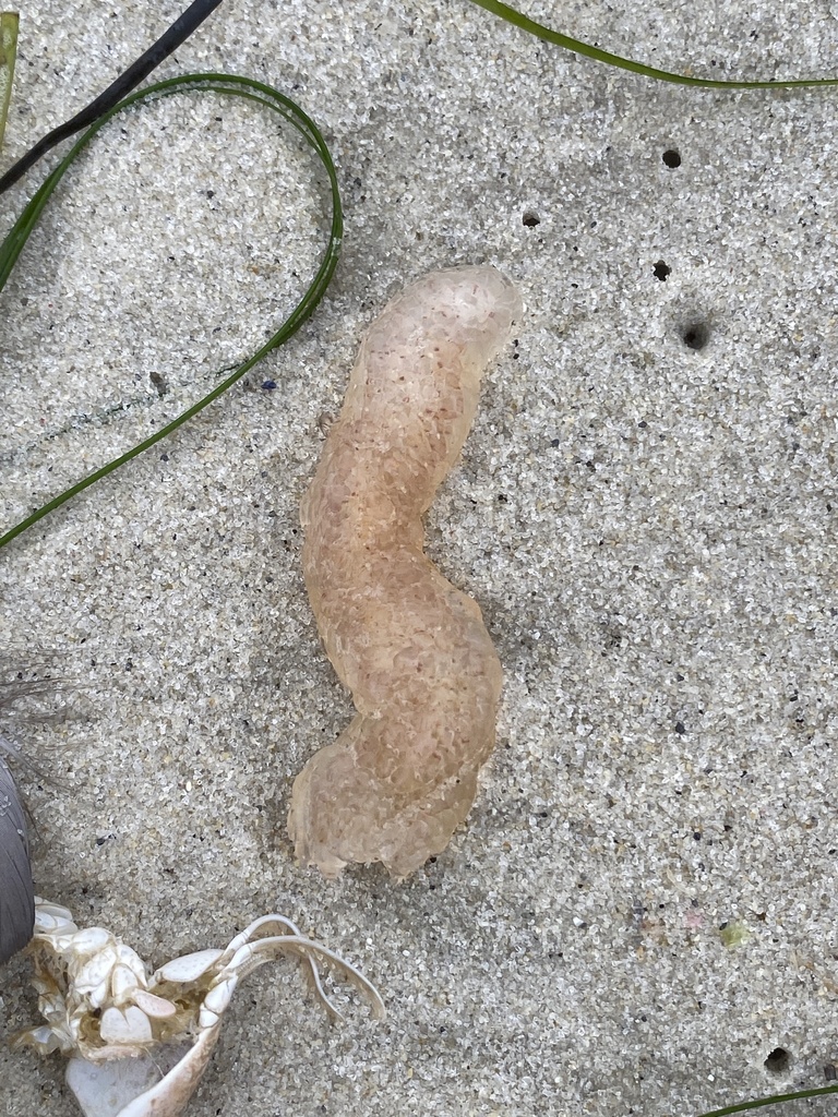 Pyrosoma atlanticum from Spanish Bay, Del Monte Forest, CA, US on July ...