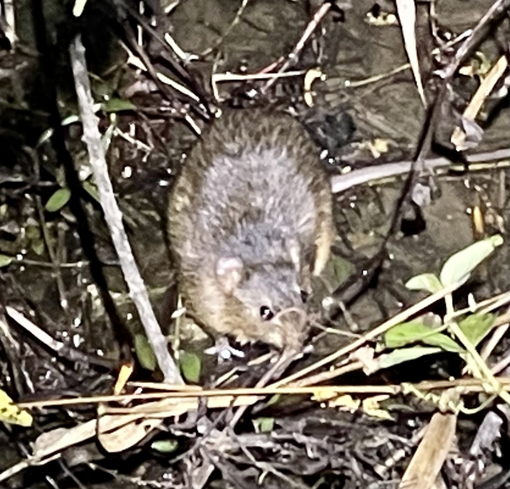 Common Water Rat (Nectomys rattus) - Know Your Mammals