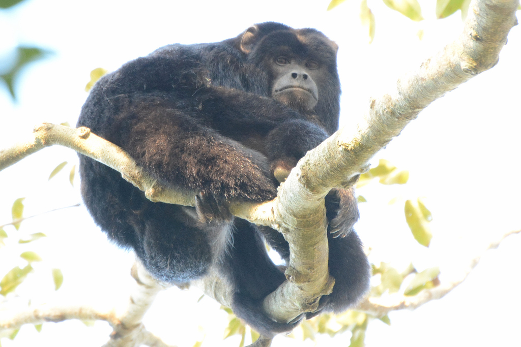 Black-and-gold Howler Monkey from Bonito - MS, Brasil on June 30, 2022 ...