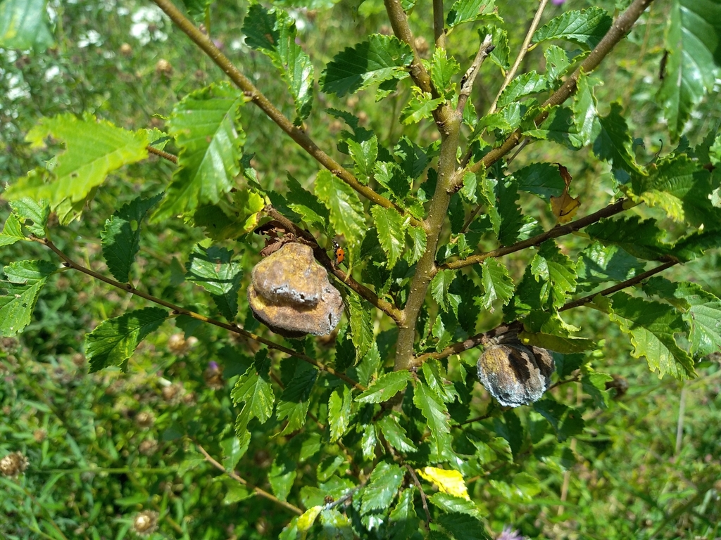Elm Sack Gall Aphid from Orne, Basse-Normandie, FR on July 09, 2022 at ...