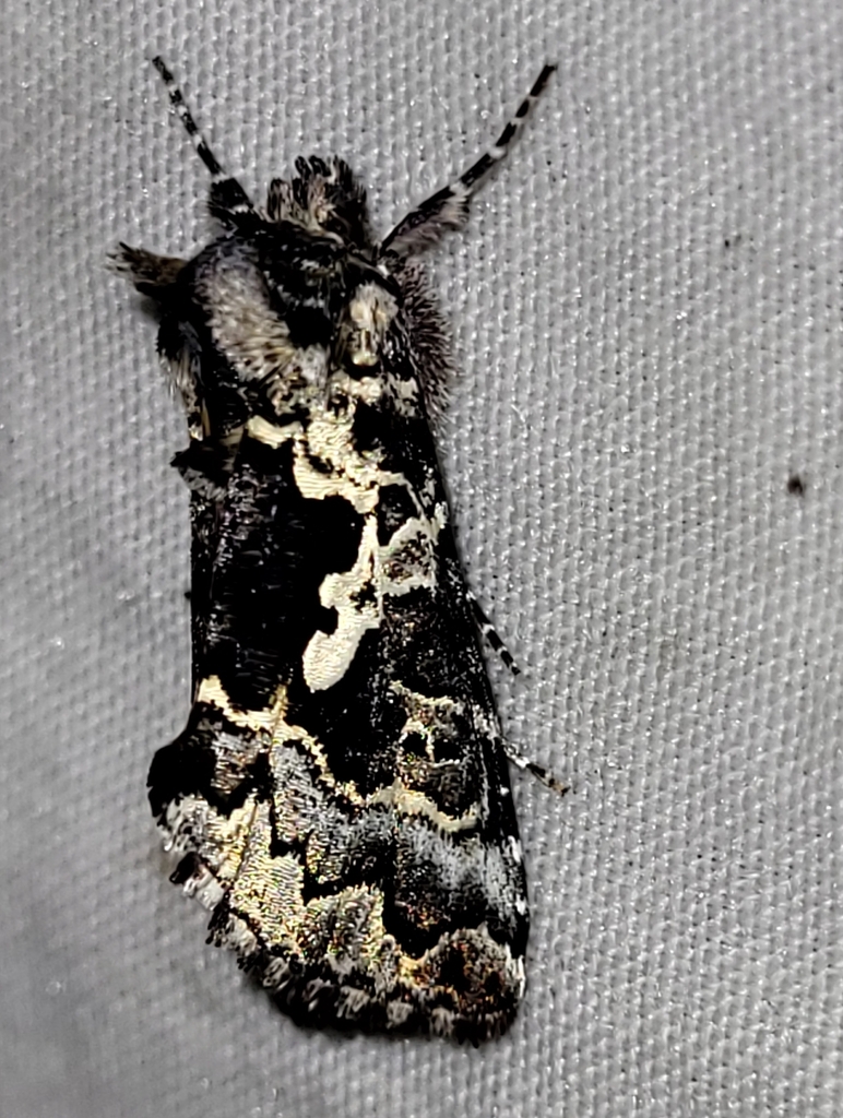 Salt-and-pepper Looper Moth from Sir Winston Churchill Provincial Park ...