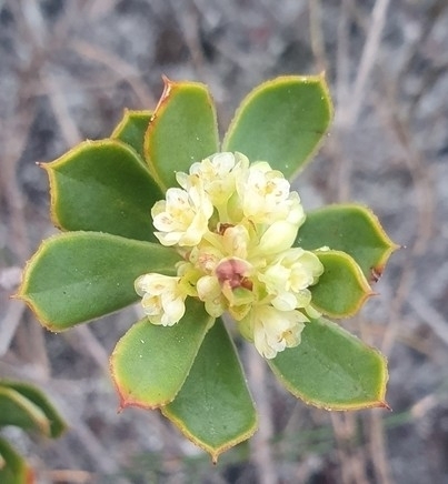 Cluts (Clutia) - Botanical Realm