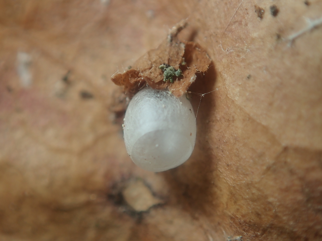 Agroeca brunnea in July 2022 by Dr. Guido Bohne · iNaturalist