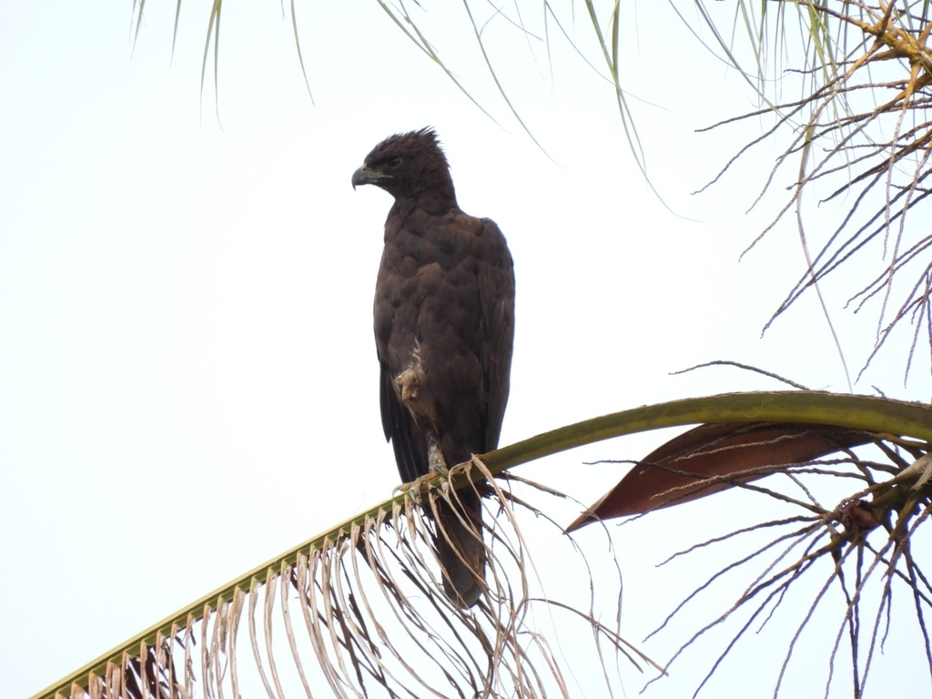 Changeable Hawk-Eagle from Pulau Ubin, Singapore on July 09, 2022 at 10 ...