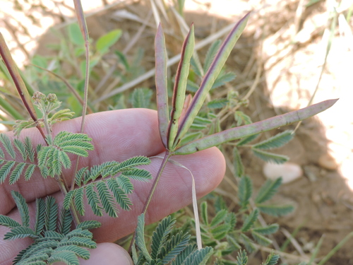 Prairie Bundleflower (Plants of Dallas/Fort Worth) · iNaturalist
