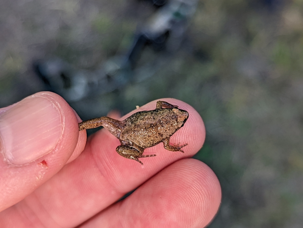 Western Narrow-mouthed Toad from New Gottland, KS, USA on July 09, 2022 ...