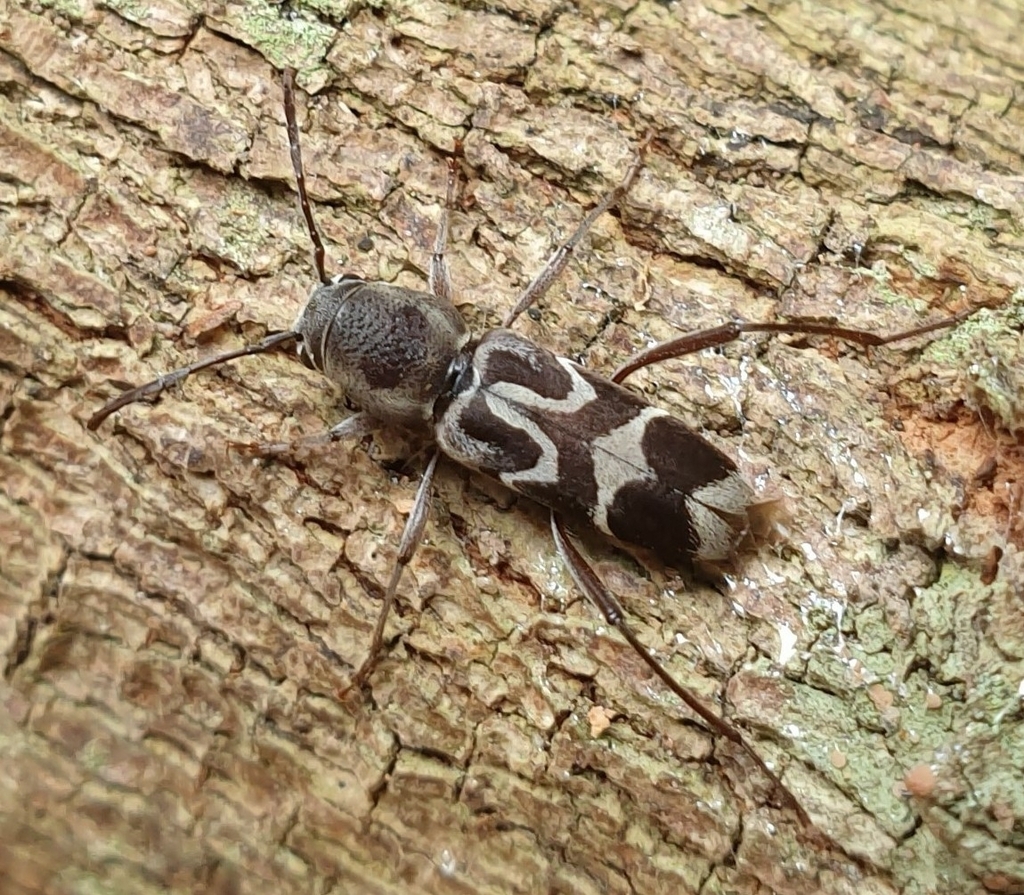Perissus laetus from 9XVM+3RR, Chiang Dao, Chiang Dao District, Chiang ...