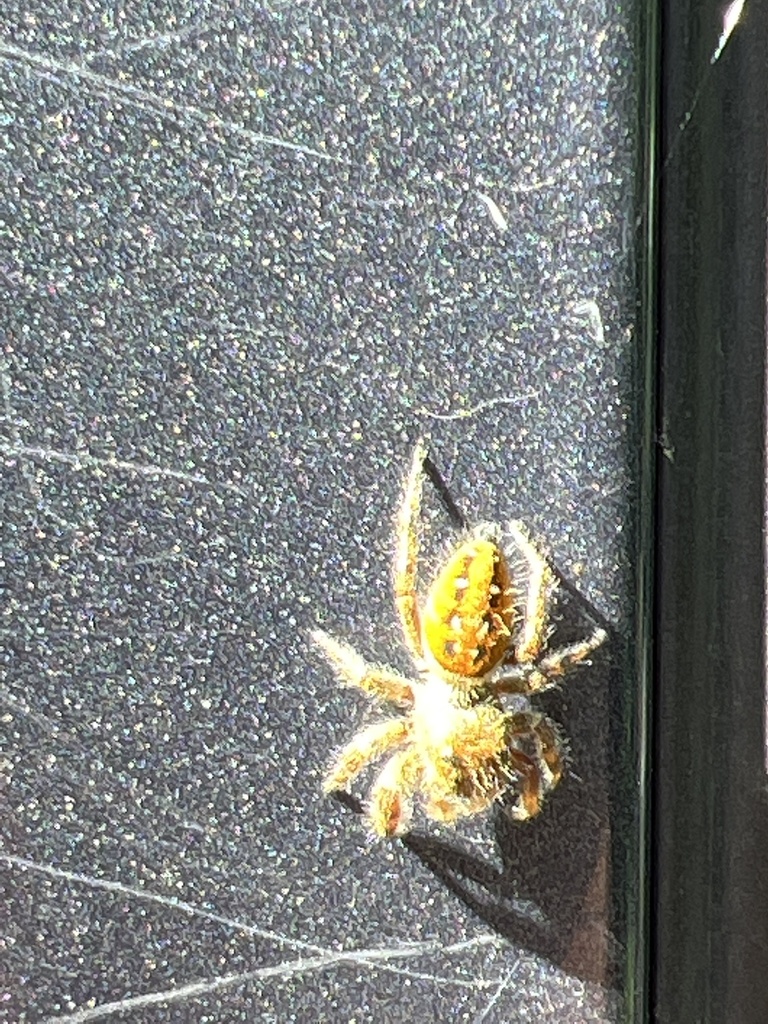 Brilliant Jumping Spider from Division Rd, Pellston, MI, US on July 9 ...