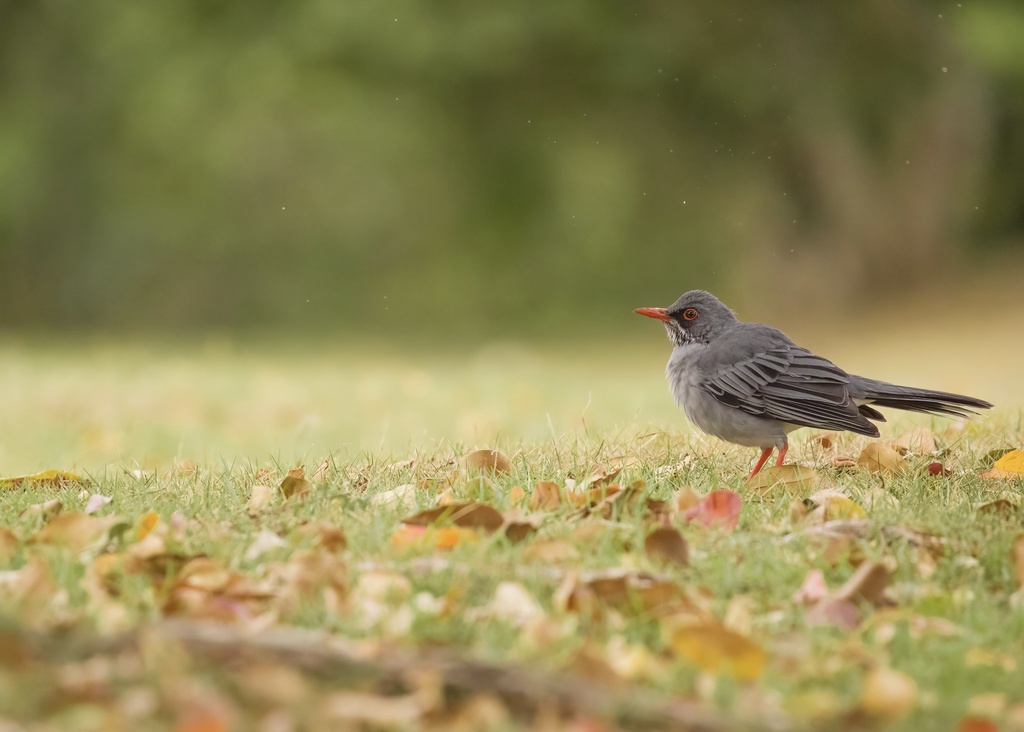 Red-legged Thrush from North Atlantic Ocean, Puerto Rico, US on July 06 ...