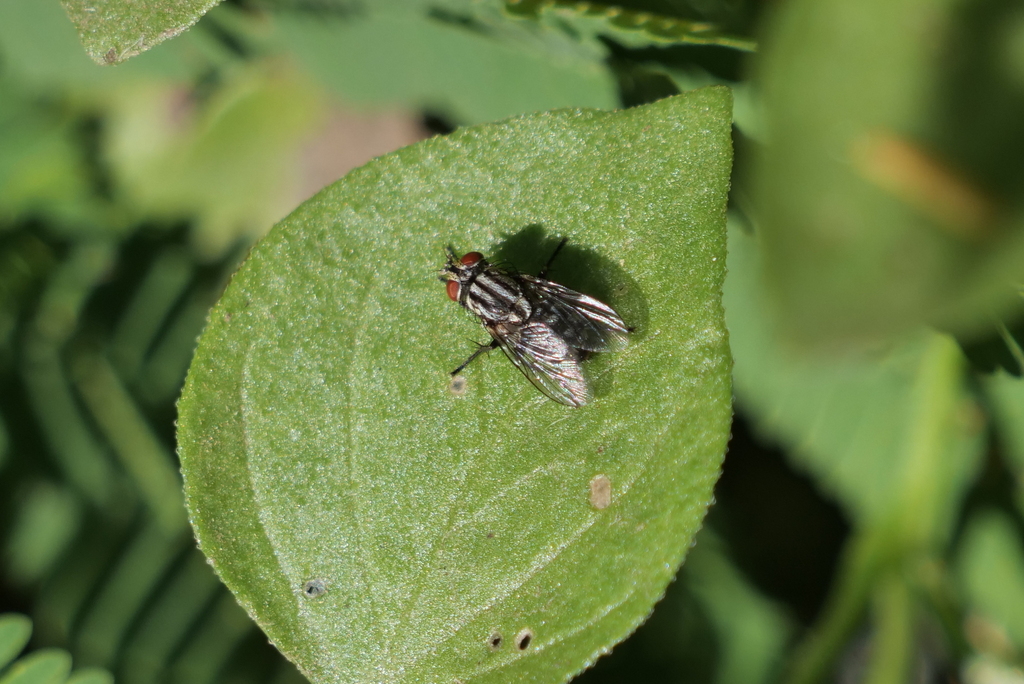 Calyptrate Flies from San Jeronimo Nte., Santa Fe, Argentina on May 29 ...