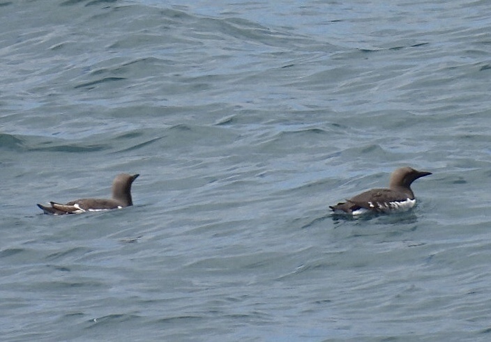 Common Murre from North Atlantic Ocean, England, GB on July 9, 2022 at ...