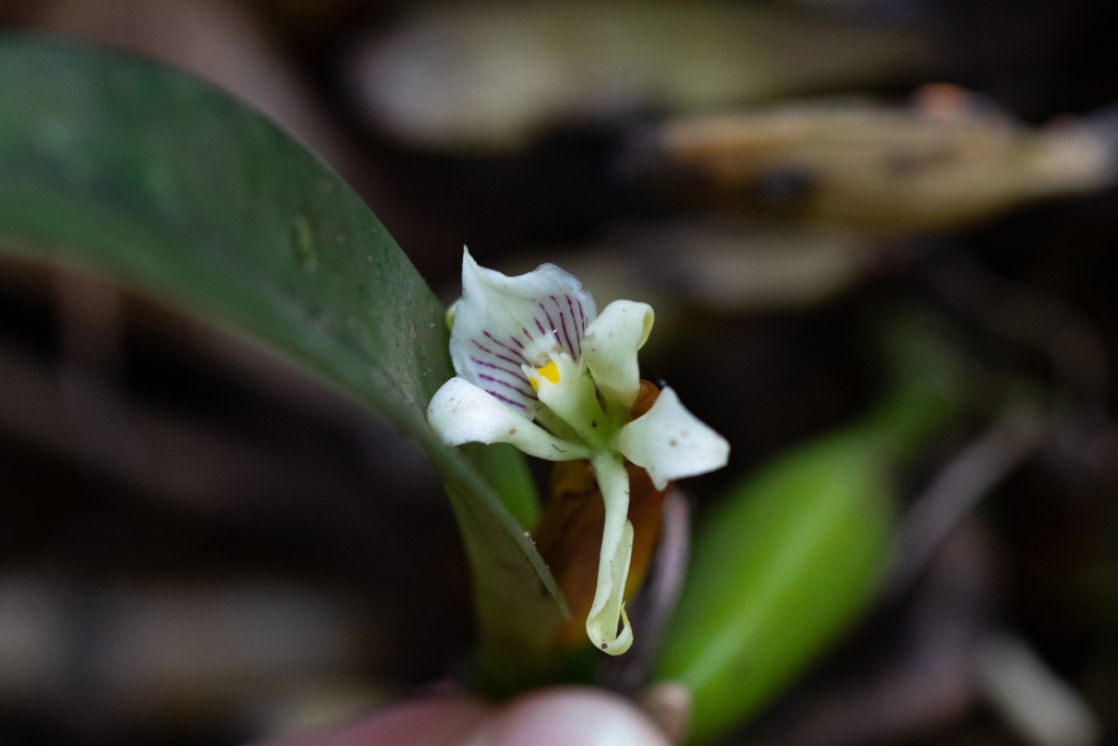 Prosthechea fragrans in July 2022 by Márcia Cristina Martins da Silva ...