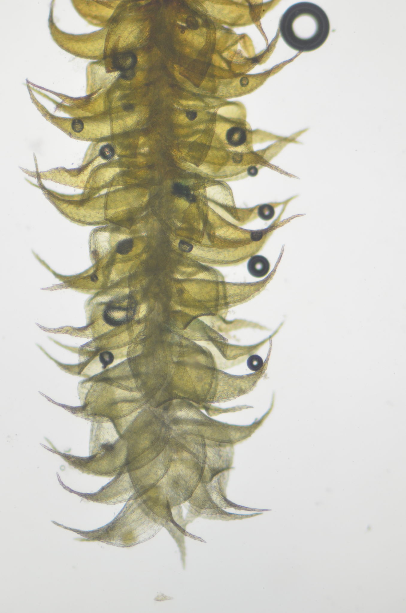 Campylophyllum halleri Fleischer, 1914