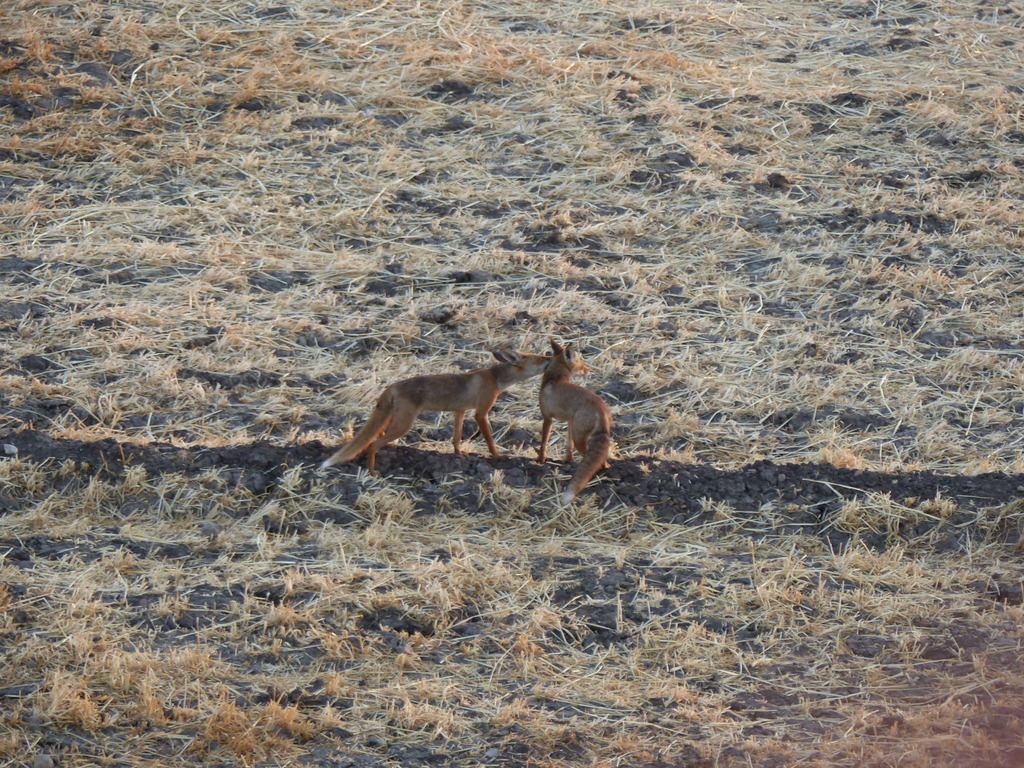 Egyptian Red Fox (Vulpes vulpes niloticus) - Know Your Mammals