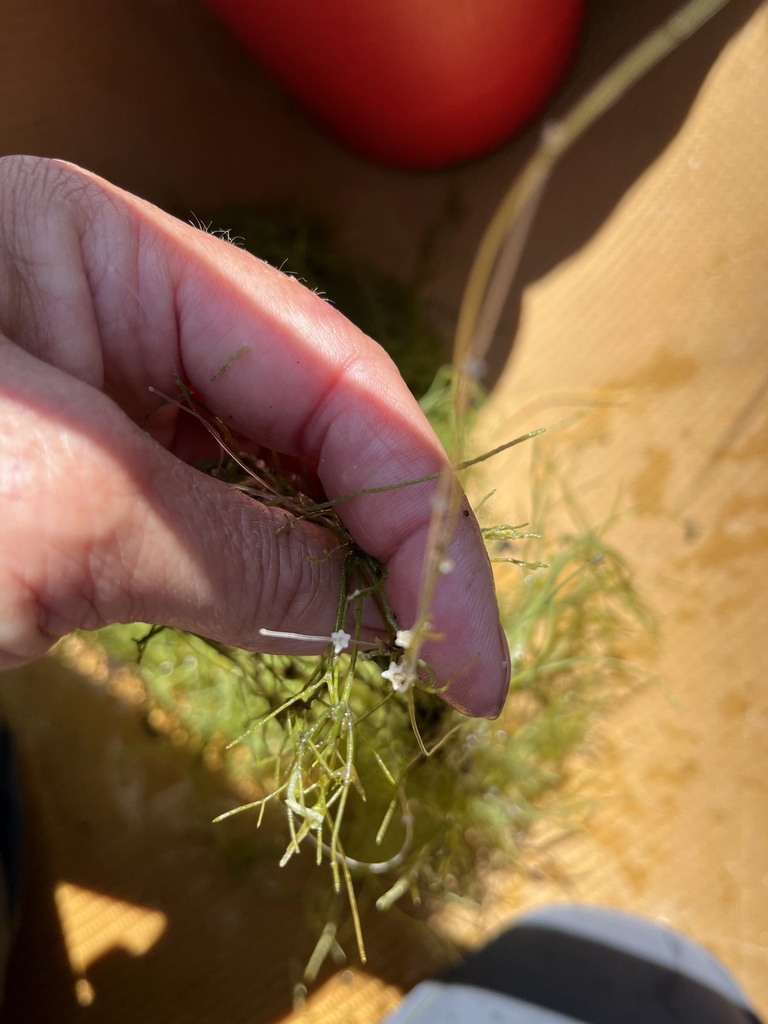 Starry Stonewort from Kawartha Conservation, Kawartha Lakes, ON, CA on ...