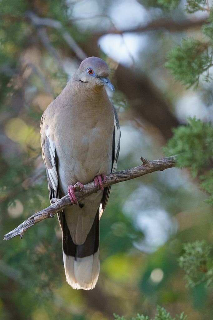 White-winged Dove from Davis Mountains State Park on July 08, 2022 at ...