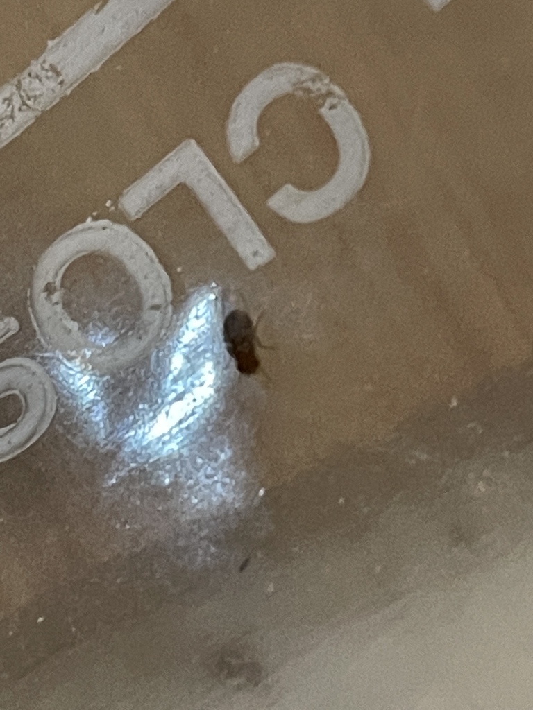 Small Fruit Flies from Pascagoula, MS, USA on July 08, 2022 at 11:29 AM ...