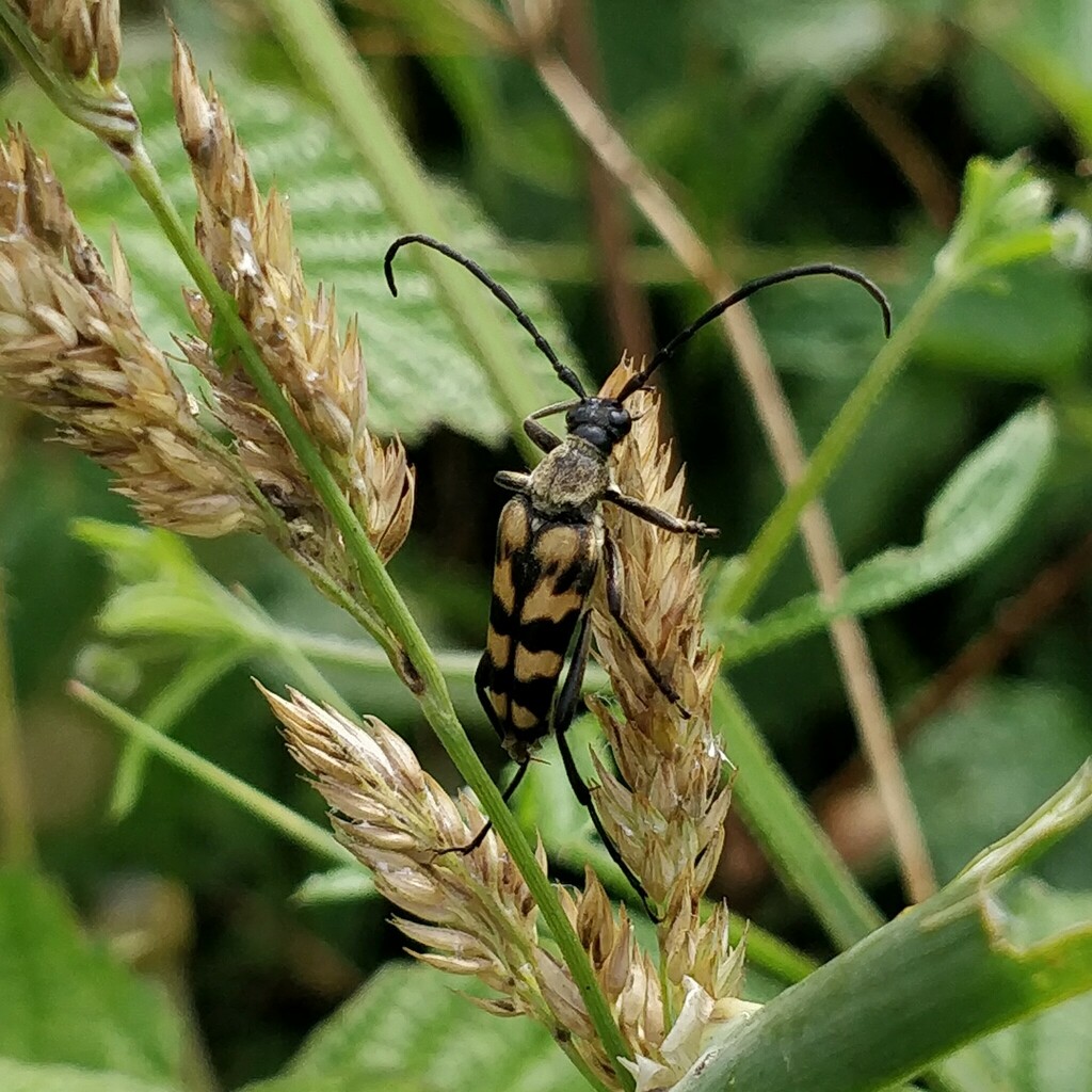 four-banded longhorn beetle from 5311 Gameren, Nederland on July 02 ...