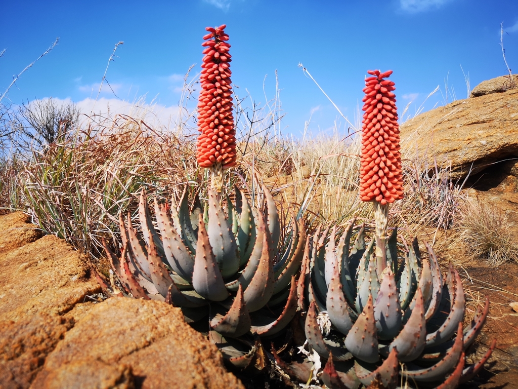 Turks Aloe in July 2022 by Luke Verburgt · iNaturalist