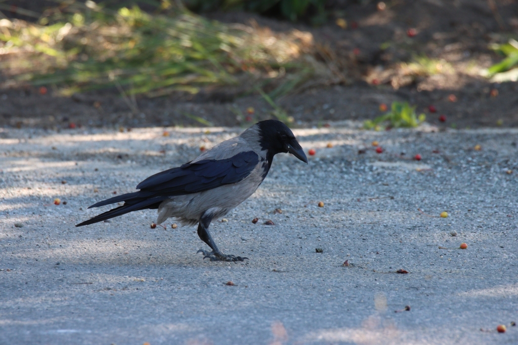 Hooded Crow from Kristiansand, NO-VA, NO on July 9, 2022 at 04:36 PM by ...