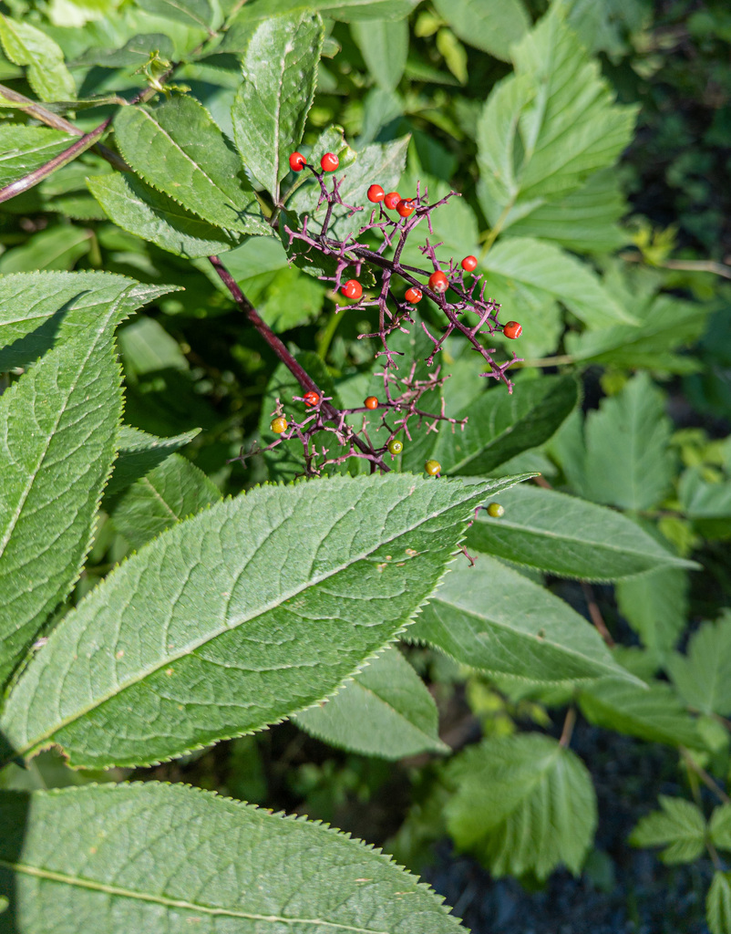 red-berried elder from Fraser Valley, BC, Canada on June 26, 2022 at 09 ...