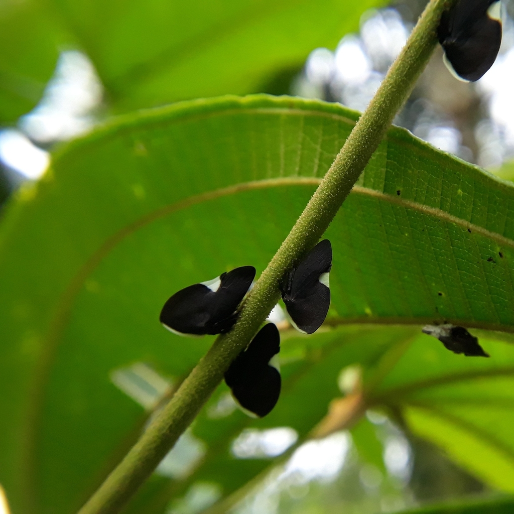 Membracis dorsata from Villavicencio, Meta, Colombia on July 09, 2022 ...