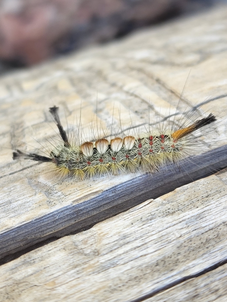 Douglas-fir tussock moth from Mt Charleston, NV 89124, USA on July 9 ...