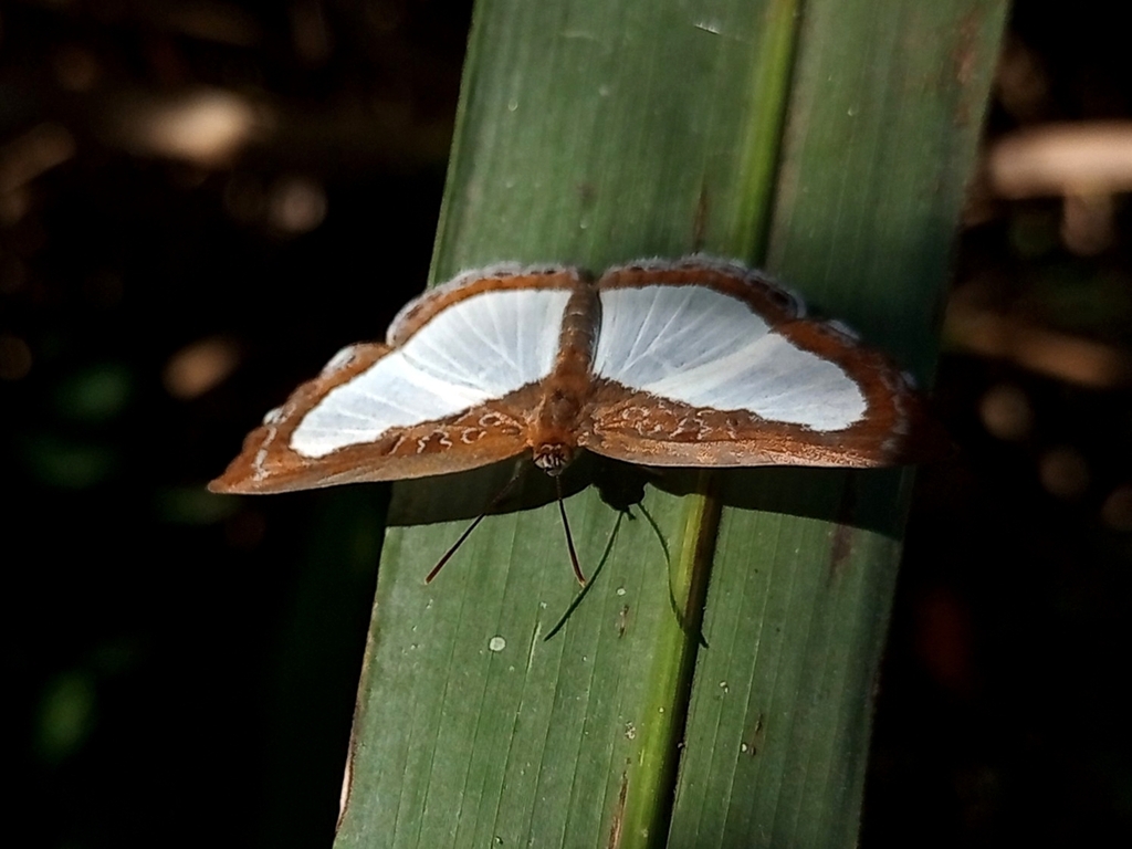 Synargis calyce (Borboletas de Rio Claro, SP/Butterflies of Rio Claro ...