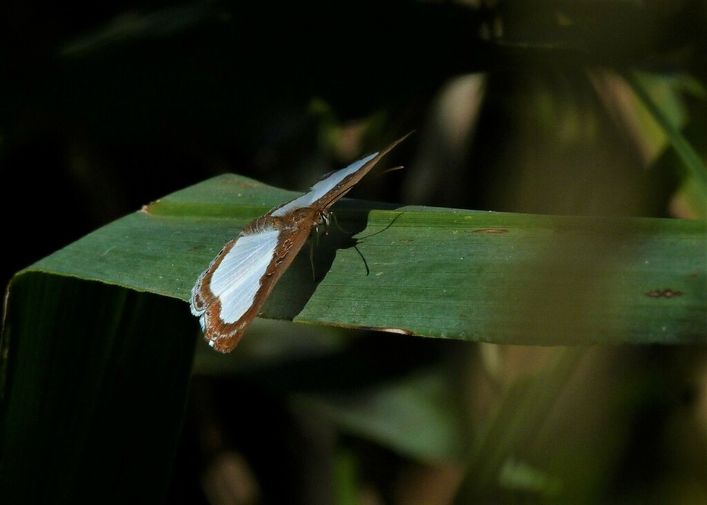 Synargis calyce (Borboletas de Rio Claro, SP/Butterflies of Rio Claro ...