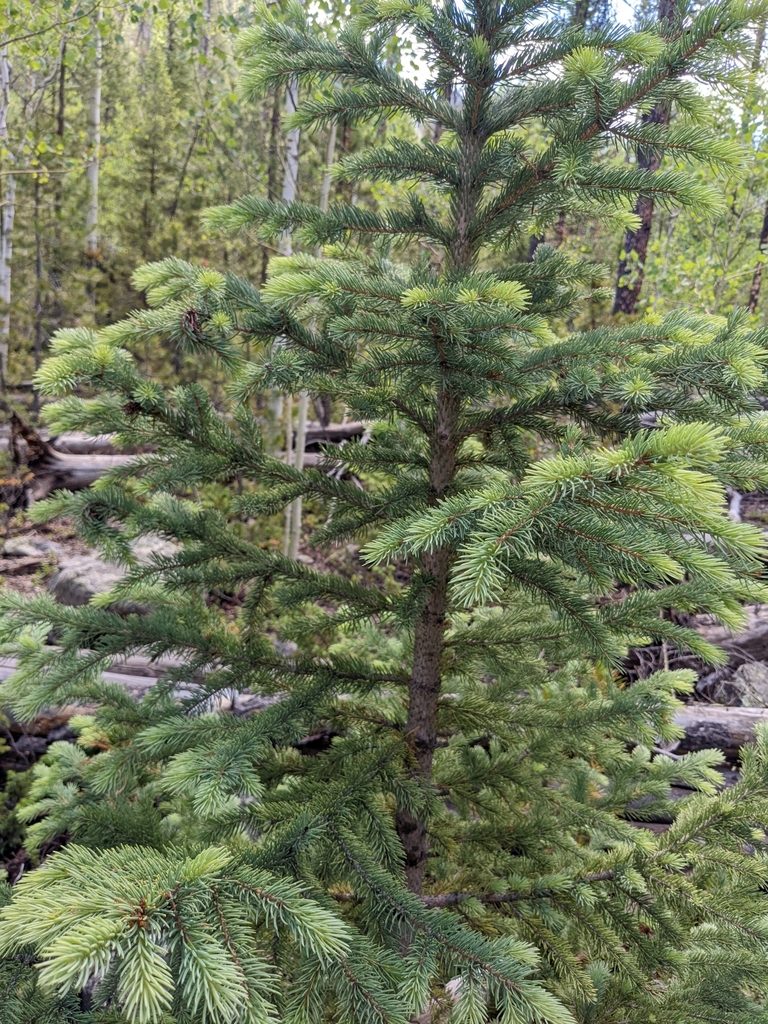 Engelmann spruce from Almont, CO 81210, USA on July 04, 2022 at 10:52 ...