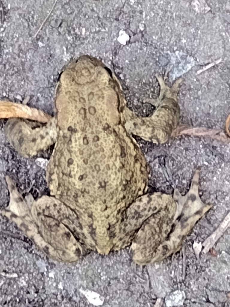 European Toad from Halton, England, GB on July 09, 2022 at 01:53 PM by ...