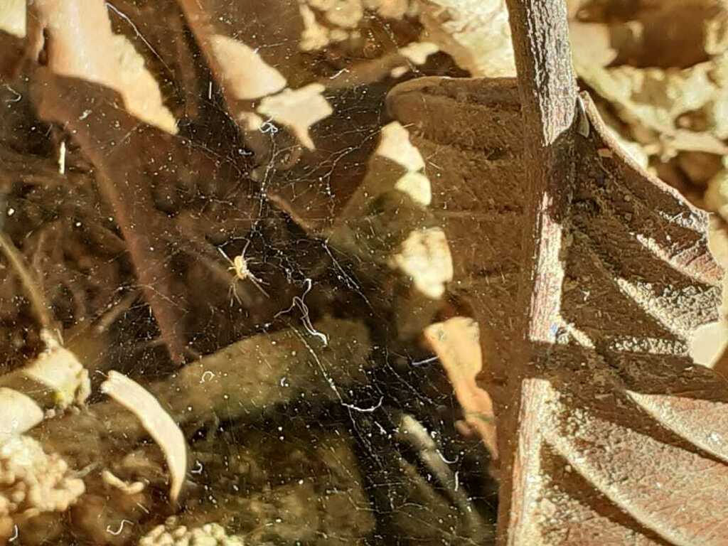 Araneoid Spiders from Osasco, SP, Brasil on June 16, 2022 at 02:20 PM ...