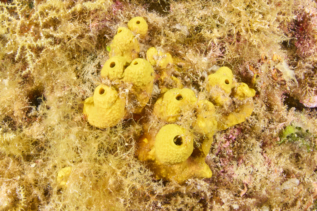 Gold Sponge from Illes Medes, La Reina on July 08, 2022 at 09:36 AM by ...