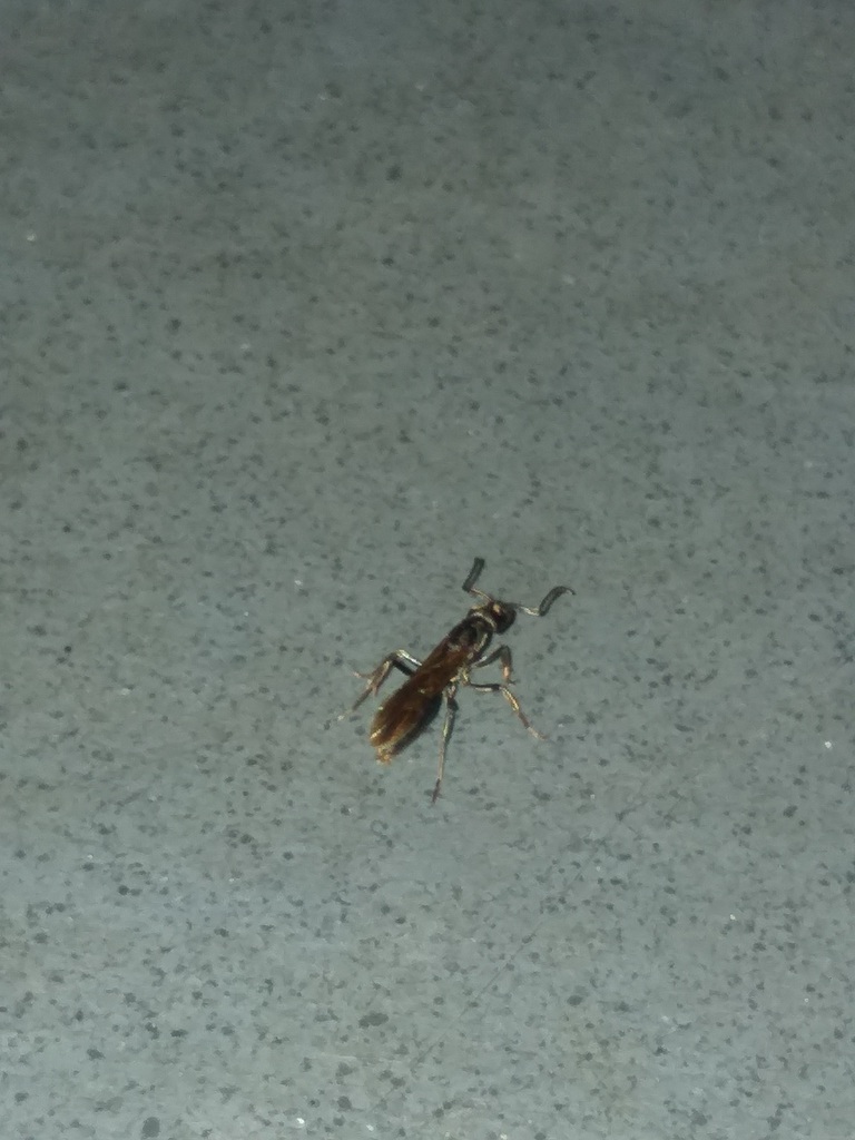 Typical Ponerine Ants from Osasco, SP, Brasil on June 17, 2022 at 02:20 ...