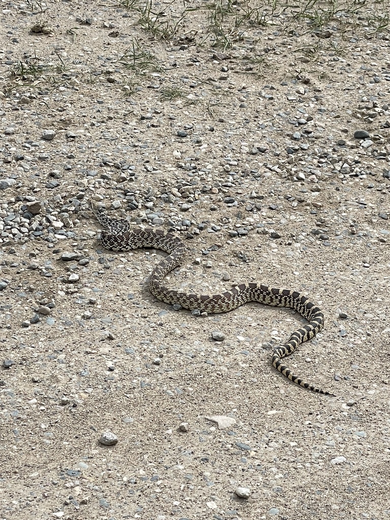 Gopher Snake from N Beartrap Canyon Rd, McAllister, MT, US on June 02 ...
