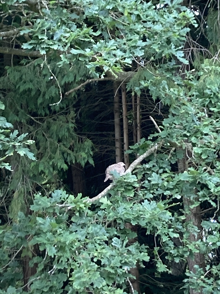 Ring-necked Pheasant from Sjælland, Vordingborg, Sjælland, DK on July 9 ...