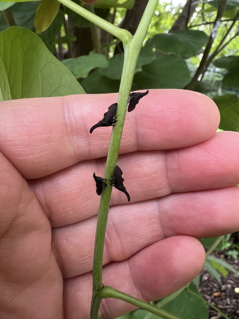 Enchenopa from Armstrong Dr, Lansdale, PA, US on July 09, 2022 at 01:30 ...