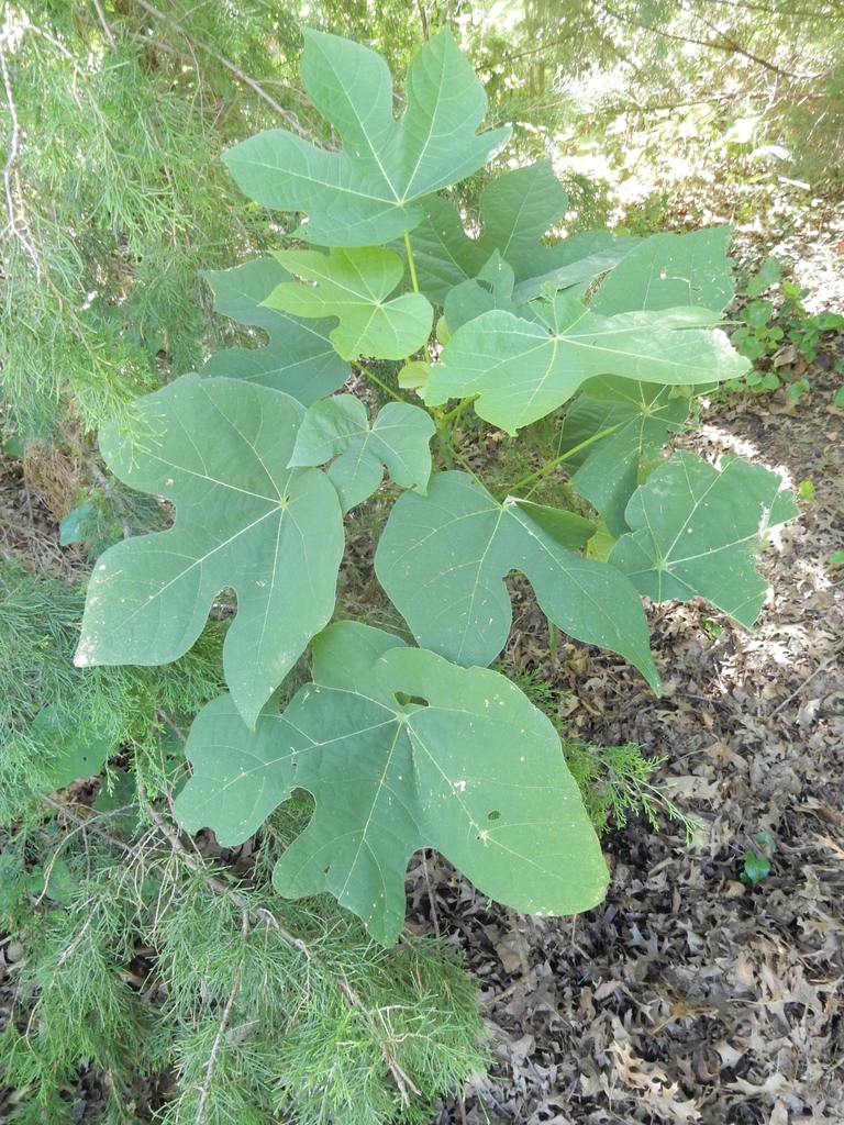Chinese parasol tree from Fort Worth, TX, USA on July 09, 2022 at 09:35 ...