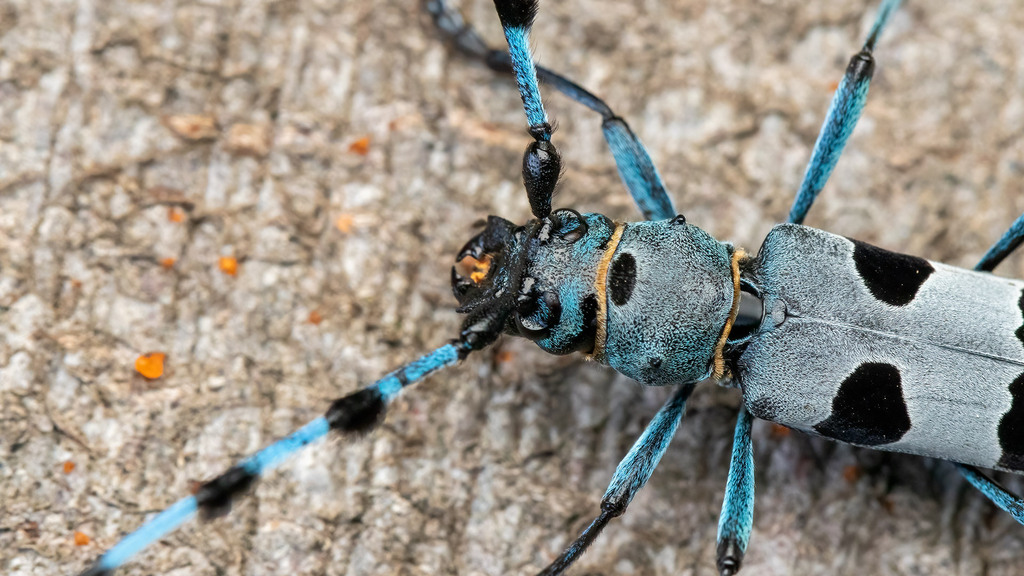 Alpine longhorn Rosalia from Vienna, Austria on July 09, 2022 at 11:30 ...