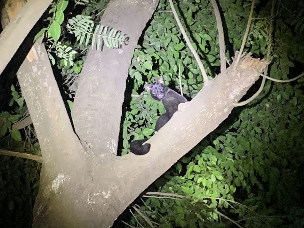 Rusty-spotted Genet in July 2022 by michelemenegon · iNaturalist