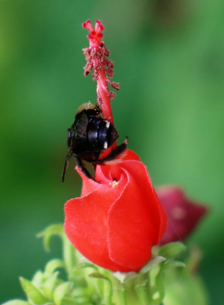 Two-spotted Longhorn Bee from Home-back on July 09, 2022 at 10:41 AM by ...