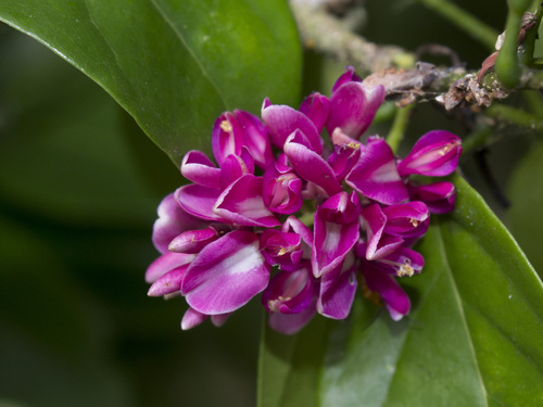 Muellera unifoliolata · iNaturalist United Kingdom