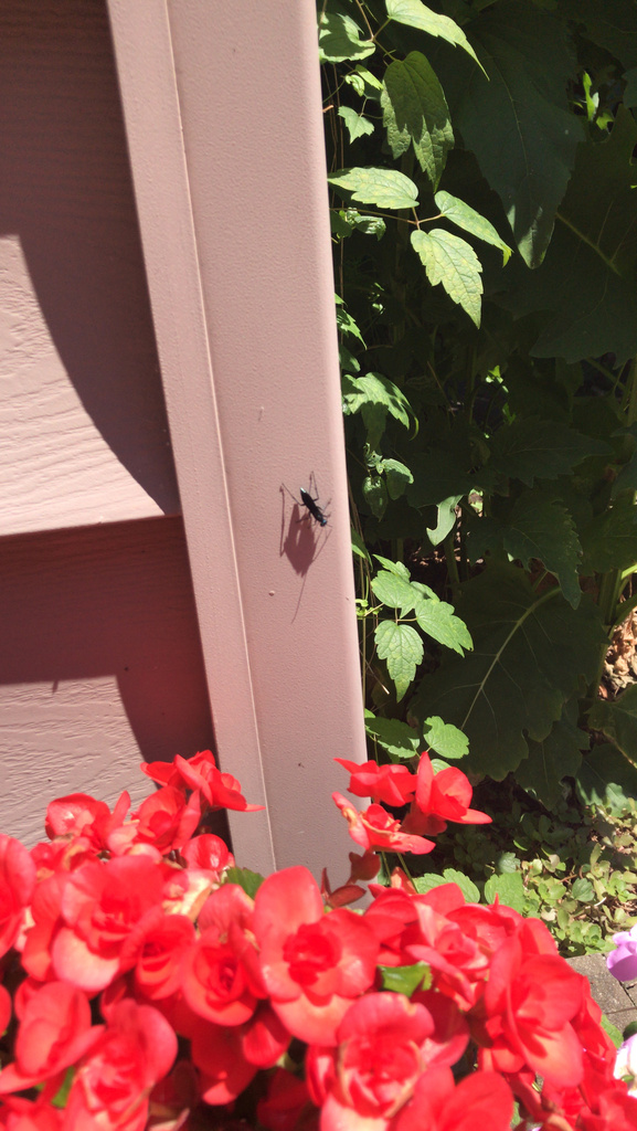 Nearctic Blue Mud-dauber Wasp from Rumsey Rd, Toronto, ON, CA on July 9 ...