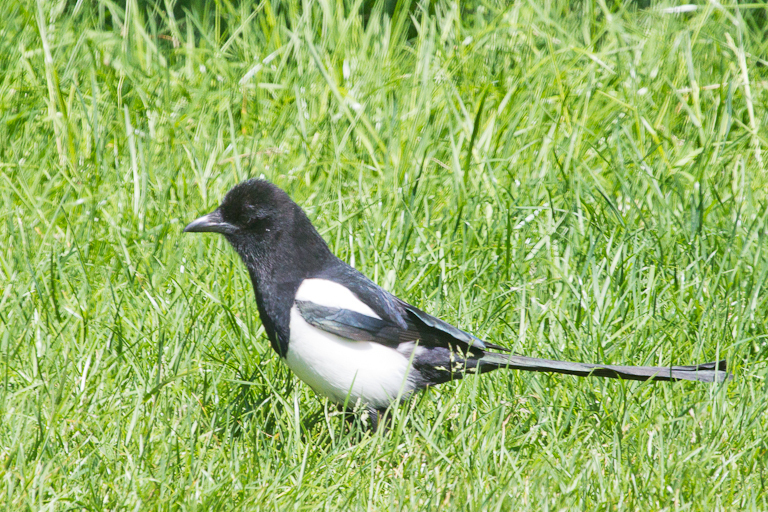 Eurasian Magpie from Wollaton, Nottingham, UK on May 21, 2014 at 06:16 ...