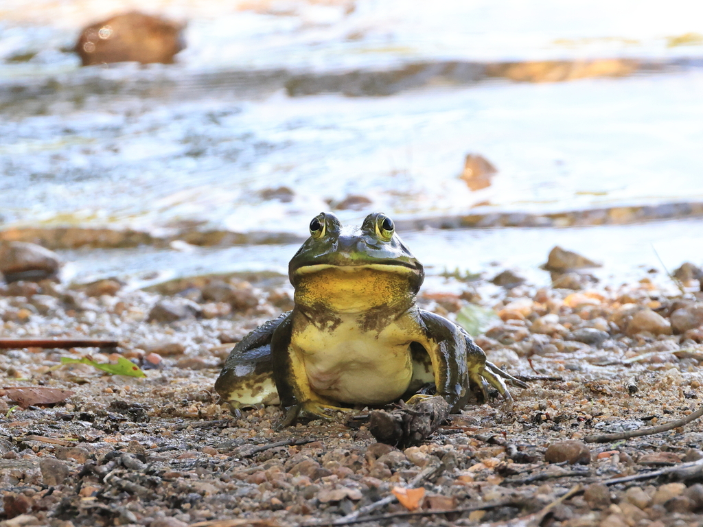 American Bullfrog from South Kingstown, RI, USA on July 08, 2022 at 08: ...