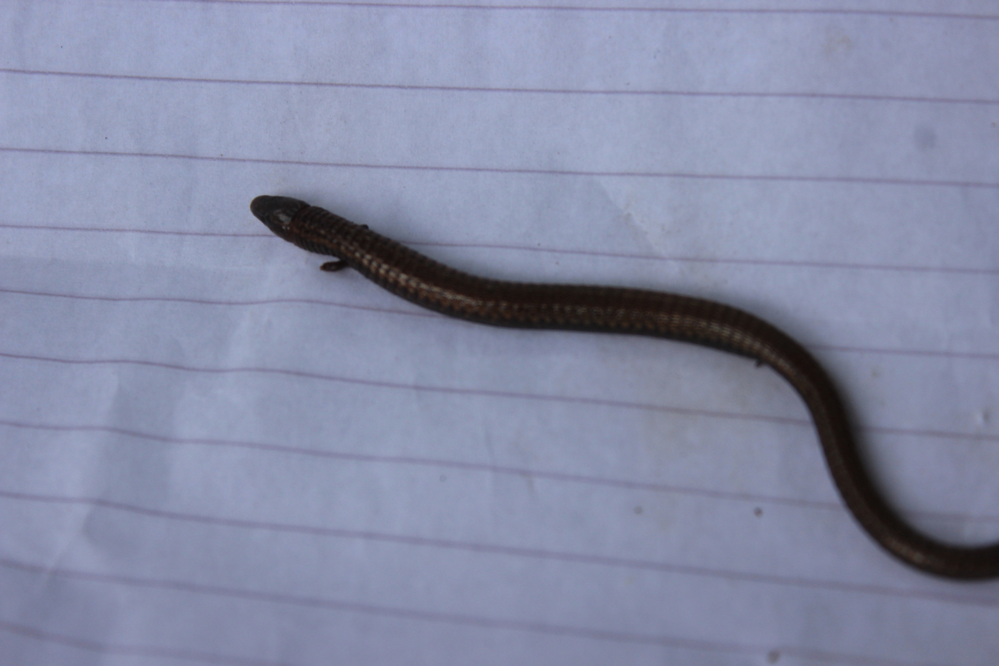 Bachia bicolor (Cope, 1896)