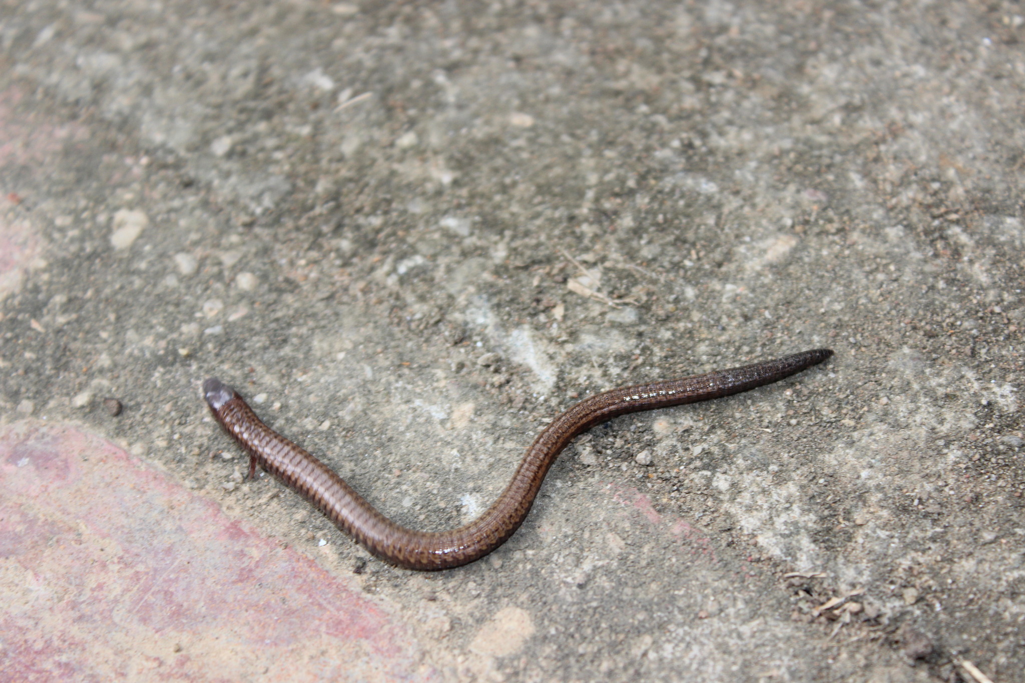 Bachia bicolor (Cope, 1896)