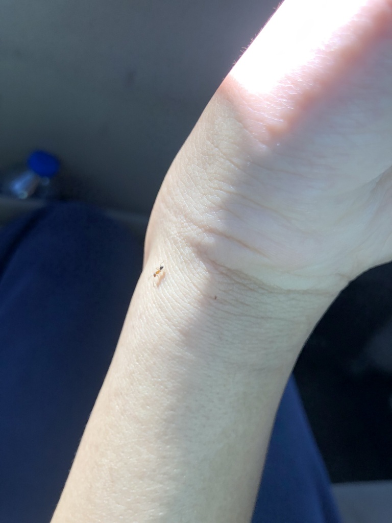 Bicolored Pyramid Ant from Bottomless Lakes State Park, Roswell, NM, US ...